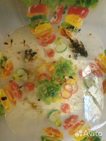 Аквариумные сомы