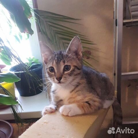 Котенок-девочка,трехцветная полосаточка