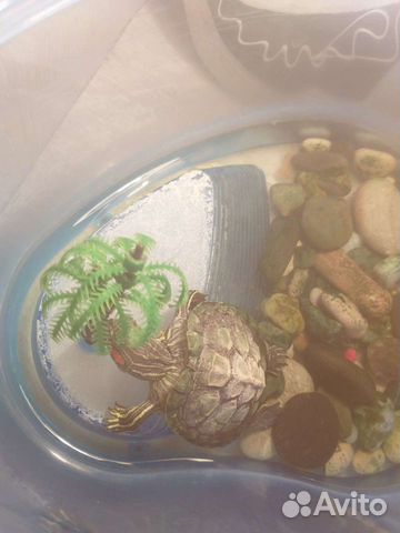 Красноухая черепаха бесплатно