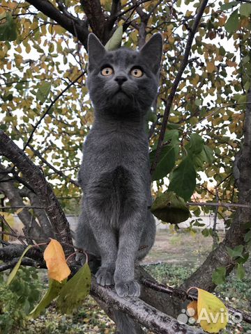 Котенок