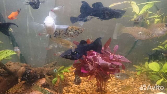 Аквариумные рыбки