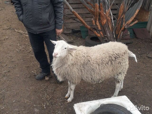 Бараны,ярки