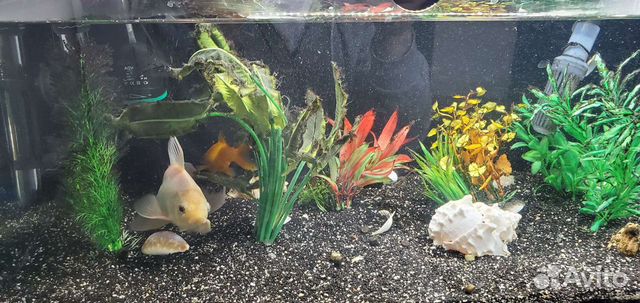 Аквариум с тумбой белый