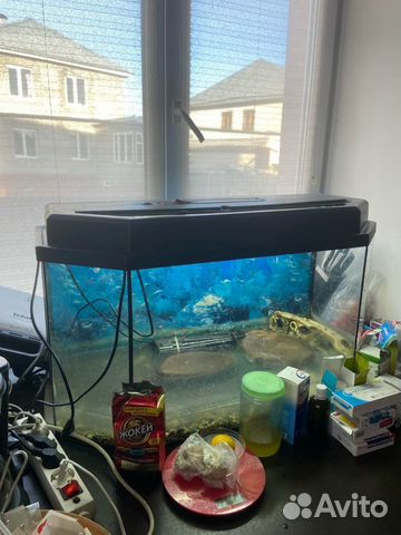 Черепаха с аквариумом