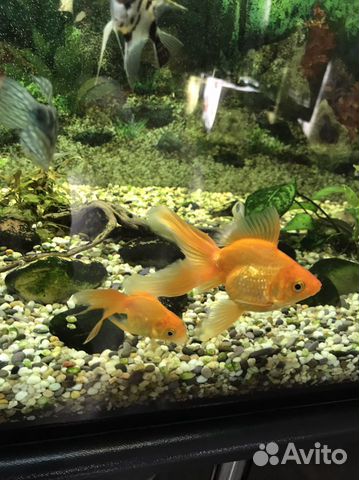 Золотая и телескоп