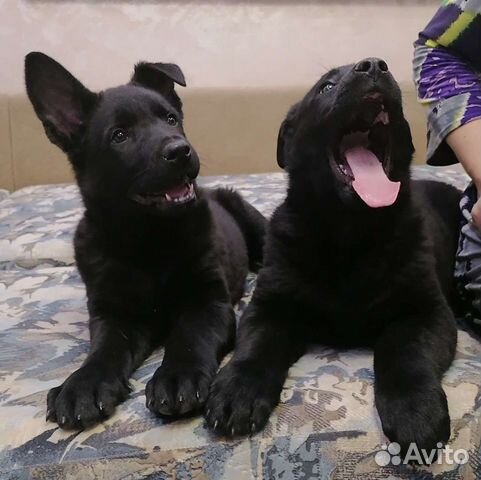 Восточноевропейская овчарка девчули