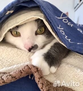 Молодой интересный котик Лучшим другом в Ваш дом)