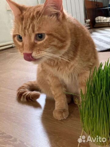 Шикарный кот в добрые руки