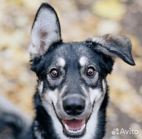 Рэй в добрые руки