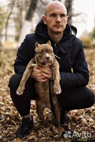 Американский булли покет 4 мес девочка