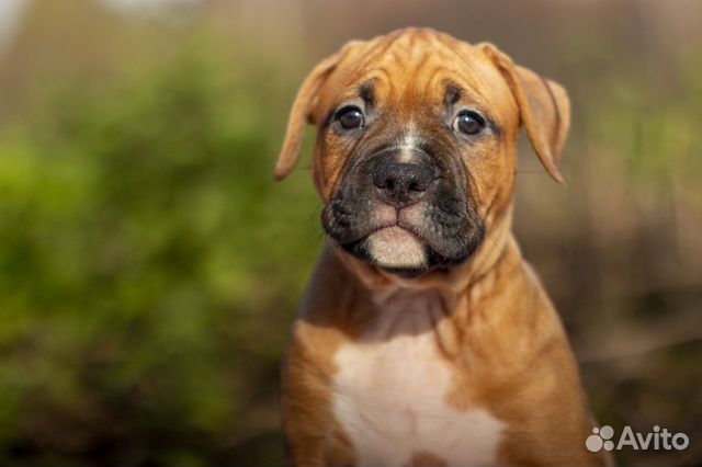 Щенки амстаффа