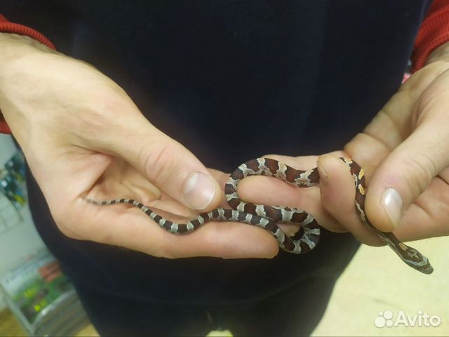 Полоз маисовый Okeetee S