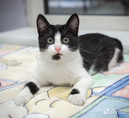 Маленький Шкет (3,5 мес.) ищет свой настоящий дом