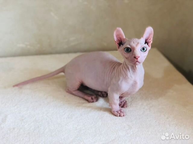 Канадский сфинкс эльф котенок