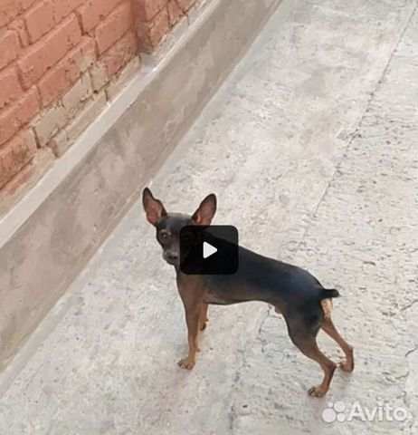 Русский той-терьер вязка