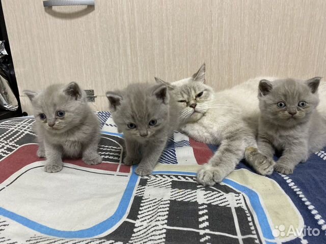 Шотландские котята