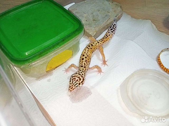 Эублефар самка 2 года