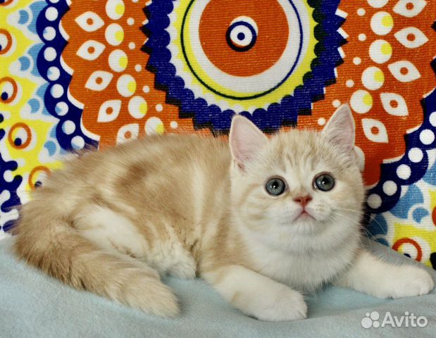 Шотландские котята (котики прямоухий и вислоухий)