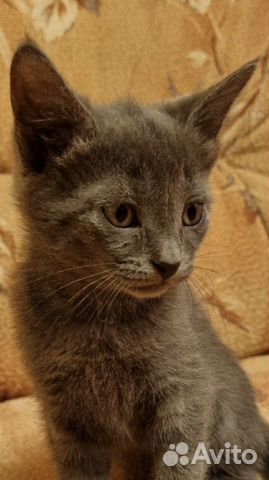 Красотки ищут дом