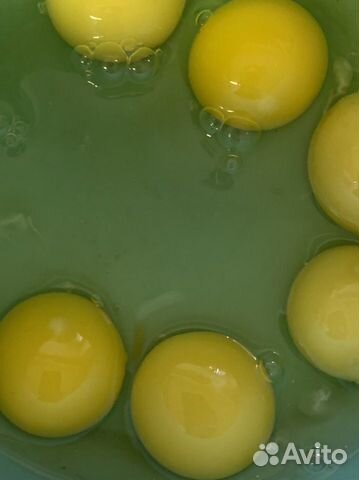 Инкубационное яйцо