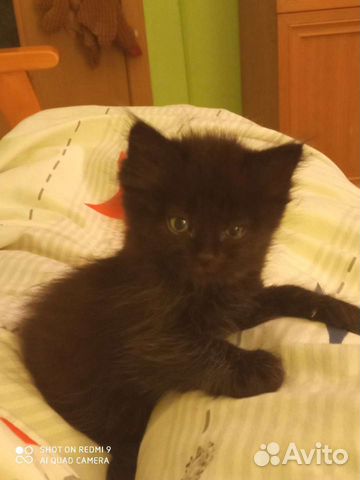 Кошки в добрые руки