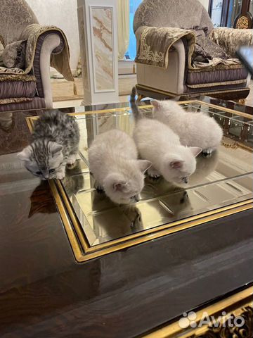 Котята серебристая шиншилла