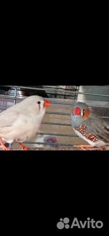 Зебровые амадины