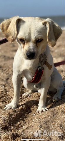 Джеси ищет дом