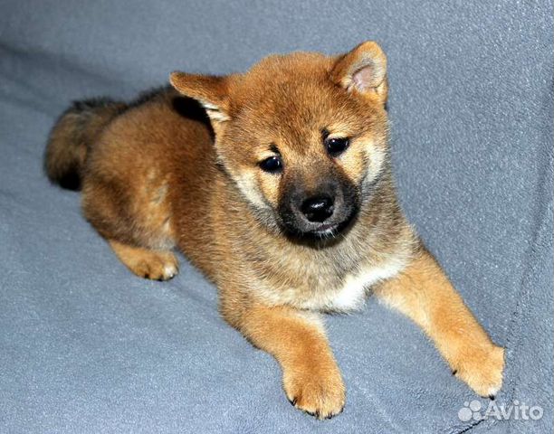 Сиба ину Shiba Девочки