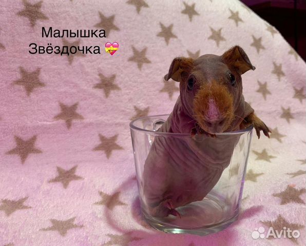 Морская свинка Скинни