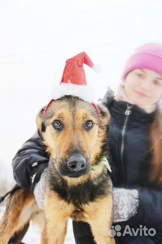 Ласковый пёс в добрые руки отдам