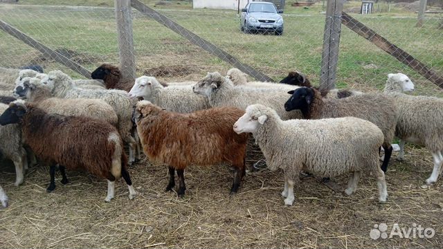 Котные матки