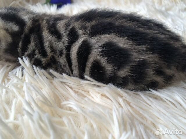 Бенгальская