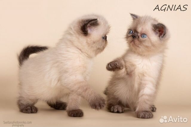 Малыш экзотический