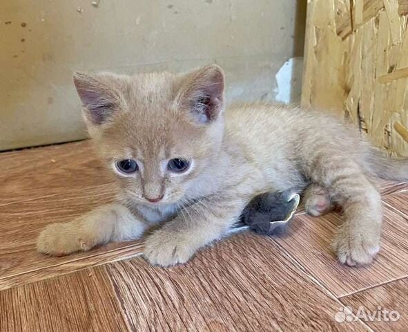 Котята-рыжики, 1 месяц. Привезем