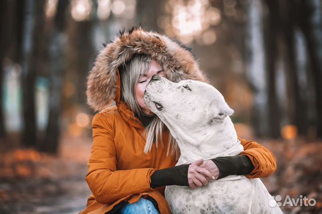 Аргентинский дог щенки