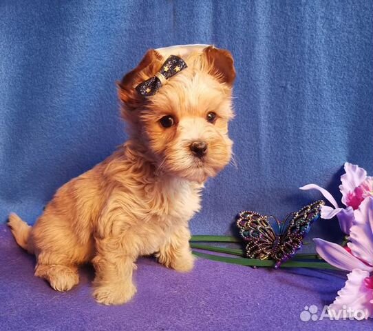 Кремовое чудо Рожд.23.09.21