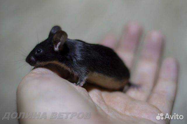 Мышки черные фавны