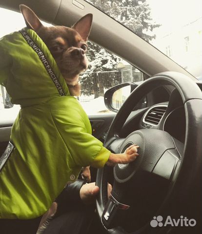 Кобель чихуахуа для вязки