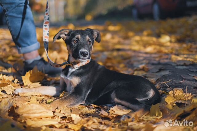 Послушная Джулия с доставкой на дом