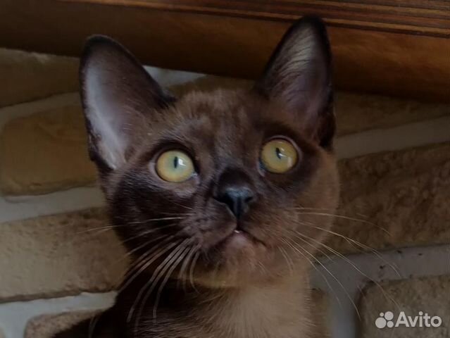 Американская бурма. Бомбей. Котята / Доставка