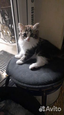 Сибирский котенок девочка