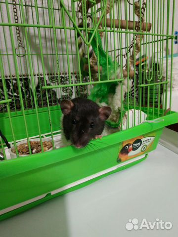 Умная крысуля