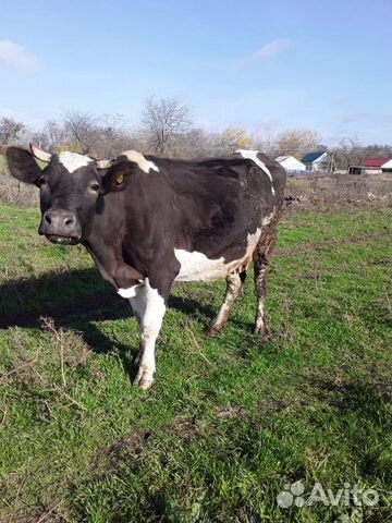 Сельхоз животные