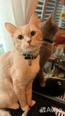 Сомалийская