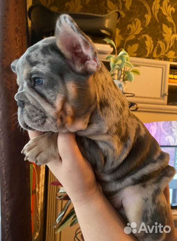 Французский принц голубой мрамор