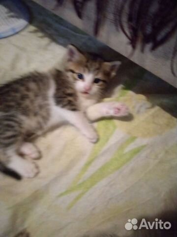 Котик сегодня 1 мес. в дар. Ещет свою семью