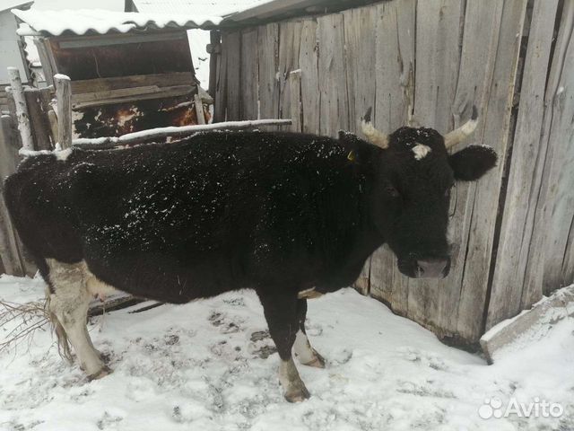 Корова стельная