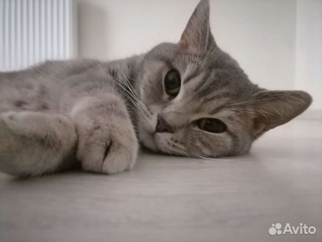 Британская, ищю мужа