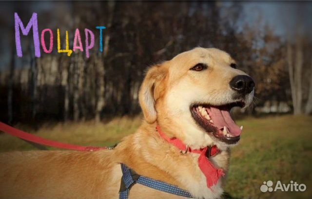 Ласковый пес из приюта, похож на ретривера